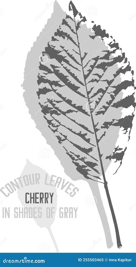 Cherry Tree Leafs Pattern Vector Illustration Stock Vector
