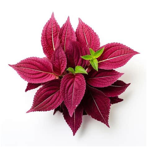 Premium Ai Image Fresh Amaranth Leaves