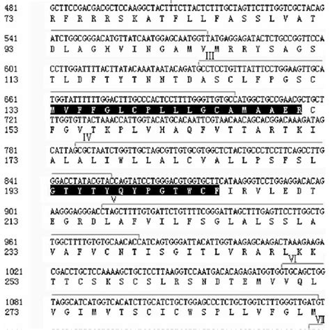 Full Length Cdna Of Ep 1 And Encoded Amino Acid Sequence Cloned From B Download Scientific