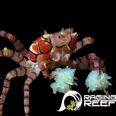 Pom Pom Crab Raging Reef