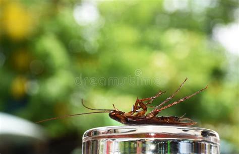 Dead Cockroaches On A Blurred Background For The Background Stock Image Image Of Bokeh Space