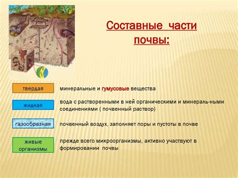 Почвы верхний плодородный слой земной коры презентация онлайн