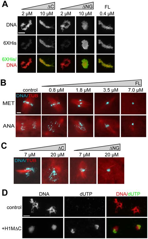 Overexpression Phenotypes Of H1 Full Length And Domain Truncations In