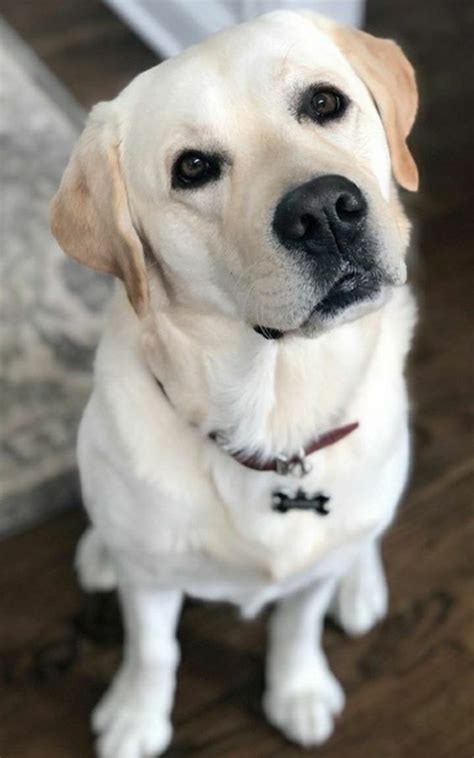 Labrador Retriever Artofit