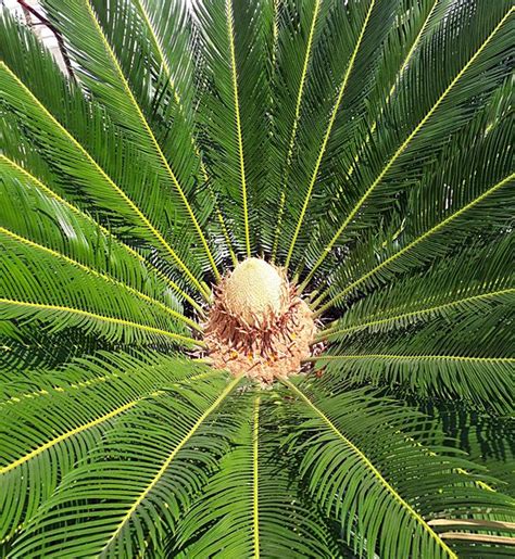 Plantas F Ceis De Cuidar A Cica Simples Decoracao Simples Decora O