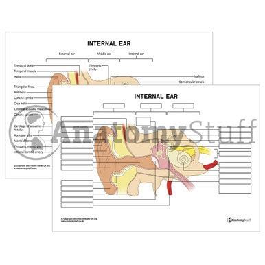 Ear Anatomy Revision Worksheets Interactive And Printable Pdfs Etsy