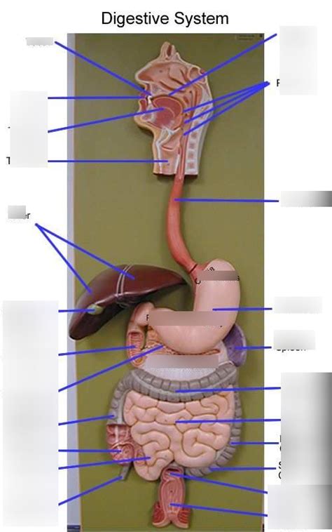 Digestion Lab Diagram Quizlet