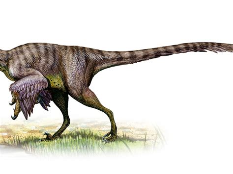Philosoraptor Dinosaur