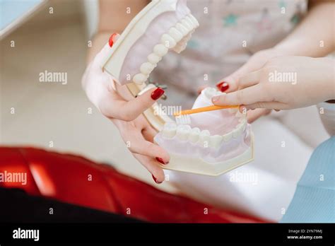 Teaching Dental Hygiene Using A Toothbrush And Teeth Model To
