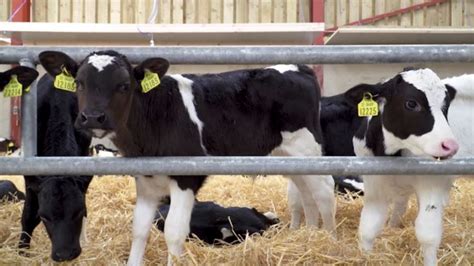 Teagasc Develops 2 New Calf Rearing Contract Agreement Templates