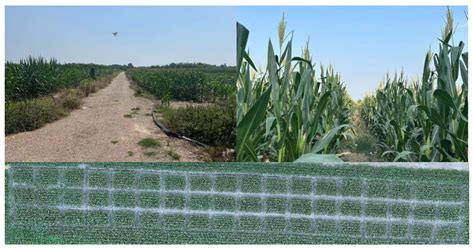 Estimating Summer Maize Biomass By Integrating Uav Multispectral