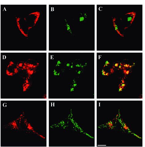 Inhibition Of β2ar Traffic To Lysosomes By Bafilomycin A1 Cells Were
