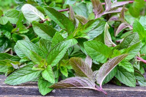Types Of Mint Plants How To Grow And Use Popular Mint Varieties
