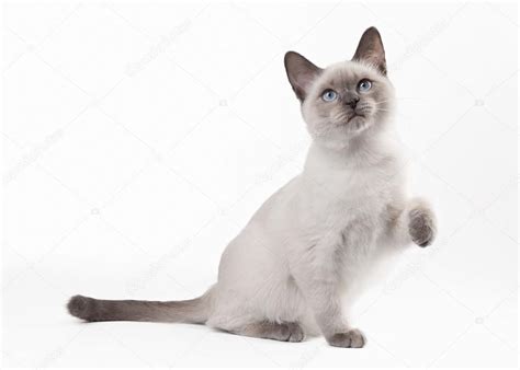 Тайский кот на белом фоне Артикул 28865497 Cats White Background
