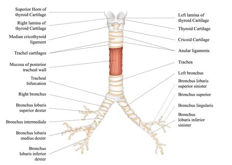 Thyroid Cartilage