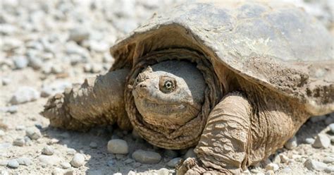 Turtle First Aid Turtle Injuries Or Bites All Turtles