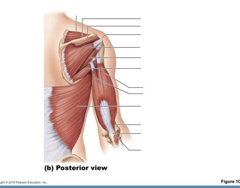 muscles inserting one the humerus diagram quizlet