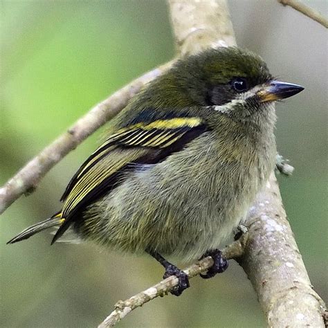 Moustached Tinkerbird
