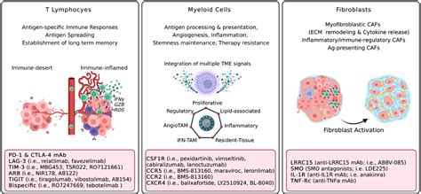 Figure 2 From Targeting Cellular Components Of The Tumor