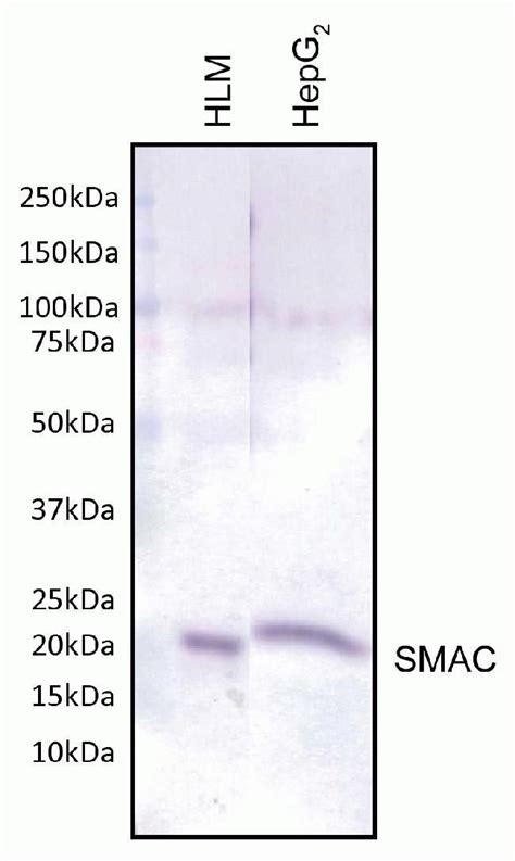 Diablo Monoclonal Antibody 8h5ab2 Invitrogen™ 100 μg Unconjugated