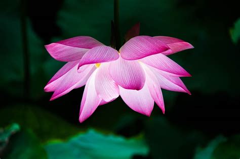 【opencv】画像のリサイズ、トリミング、回転、反転 Python 3pysci