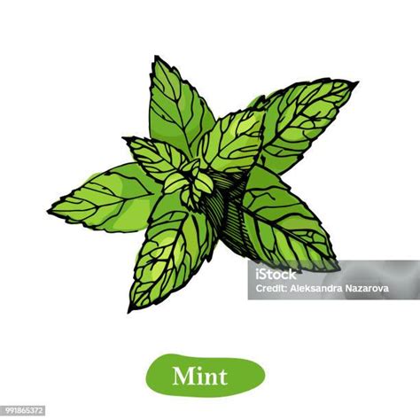 薄荷向量繪圖插圖 在白色背景下隔離草本雕刻的樣式例證向量圖形及更多俄羅斯圖片 俄羅斯 健康的生活方式 冰 Istock