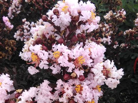 Lagerstroemia Indica Black Solitaire Blush
