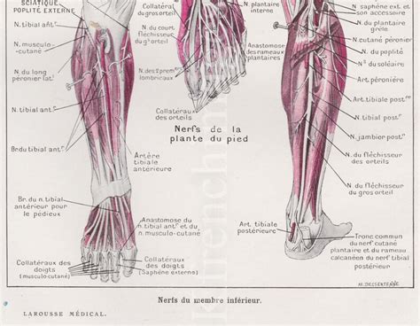 Benen Zenuwen Anatomie Plaat Franse Vintage Originele Print Jaren Medische Of