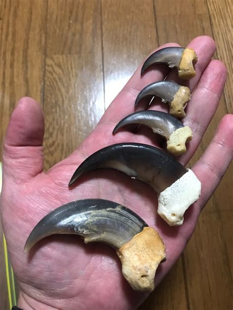 雑菌だらけのこんな爪でぶん殴られりゃ致命傷だわなクマの凶暴性を伝える写真がエグすぎると話題まいどなニュース