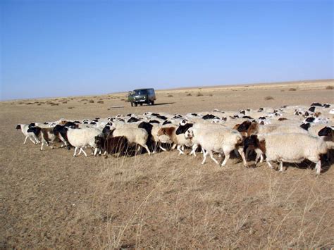 Баян Өлгий аймгийн мал маллах боломжтой 60 өрхөд 300 сая төгрөгөөр мал худалдан авч өгөхөөр