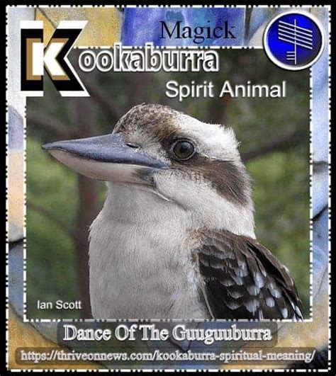 Kookaburra Spiritual Meaning
