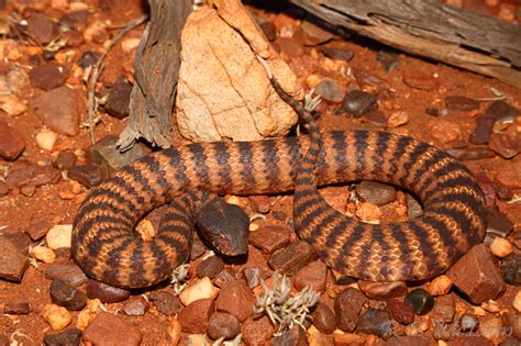 Pilbara Death Adder Acanthophis Wellsei Wellsi
