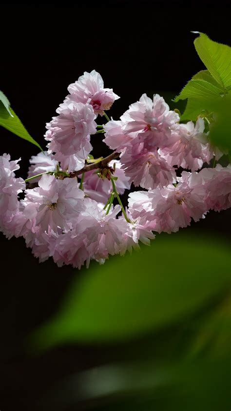 배경 화면 라이트 핑크 사쿠라 봄 꽃 3840x2160 Uhd 4k 그림 이미지