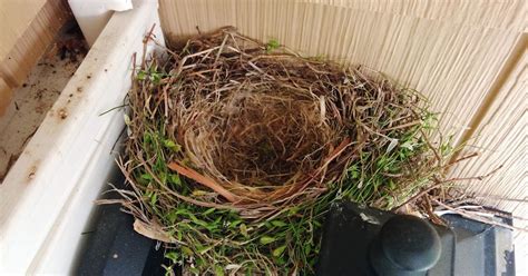 J Two O House Finchcowbird Nestlings Update