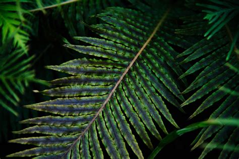 暗い背景に熱帯緑の葉自然林植物コンセプト まぶしいのストックフォトや画像を多数ご用意 まぶしい クローズアップ コンセプト