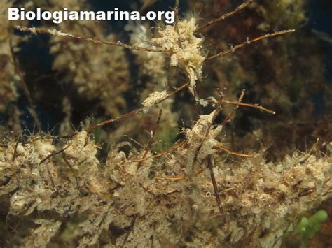 Anfipode Tubicolo Jassa Biologia Marina Del Mediterraneo