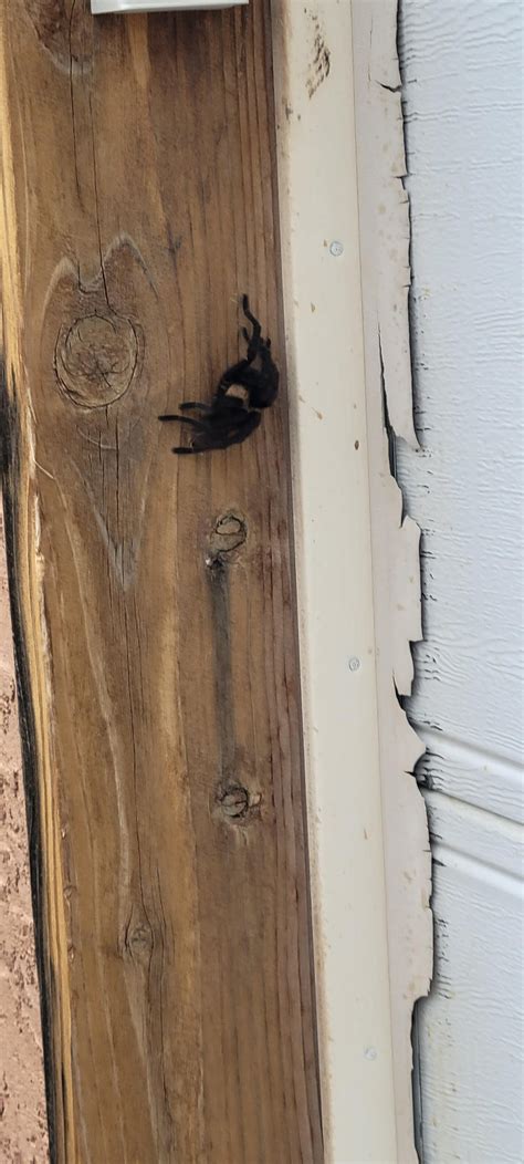 Aphonopelma Spp Colorado Tarantula Migration Has Just Reached Pueblo West R Tarantulas