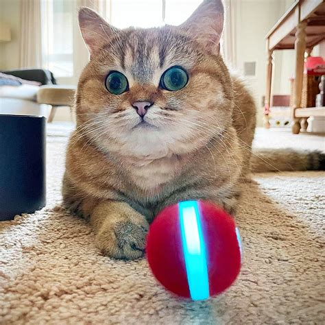 Endless Feline Fun with the Cheerble Ball M1 - Robostore