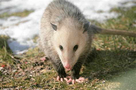 Opossums In The Winter Do They Hibernate