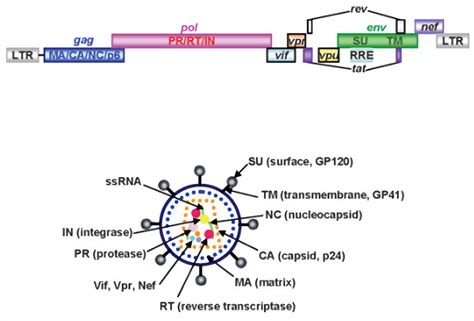 Lentivirus As Vaccine Vectors Creative Biolabs