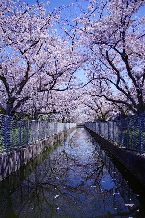 桜の頃に By Koichi O （id：9477371） 写真共有サイトphotohito