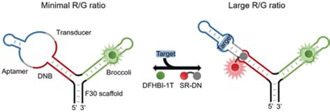 Genetically Encoded Ratiometric Rna‐based Sensors For Quantitative Imaging Of Small Molecules In