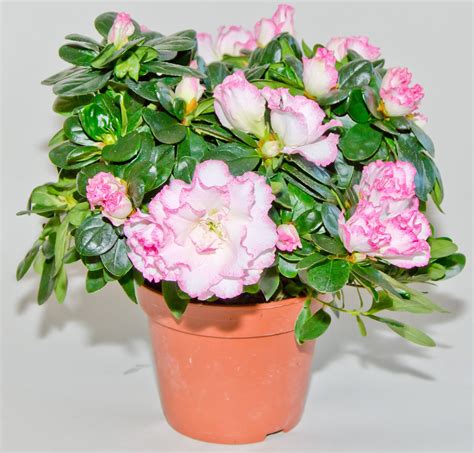 Rhododendron Simsii Alchetron The Free Social Encyclopedia