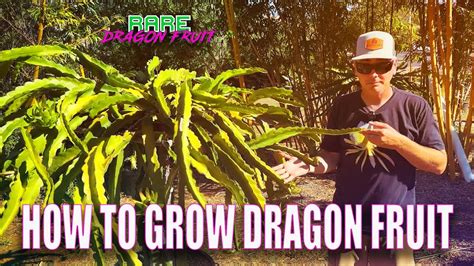 How To Grow Dragon Fruit Over 1 Hour Of Tips Great Info For