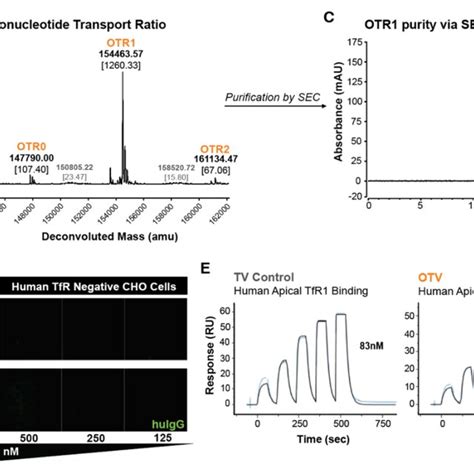 A High Affinity Bivalent Tfraso Conjugate Degrades Tfr And Results In