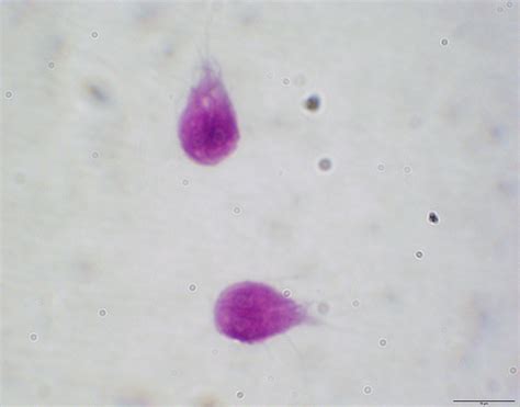Common Parasites Of Veterinary Importance The University Of
