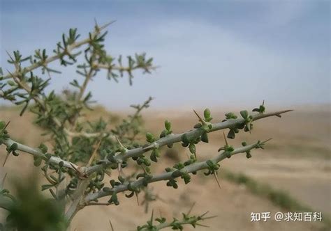 沙漠里的骆驼刺不可貌相骆驼表示吃它够劲人类看它浑身是宝 知乎
