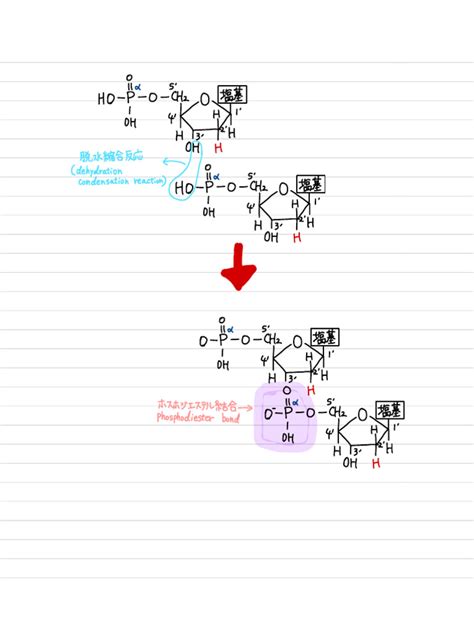 Phosphodiester Bond Pdf