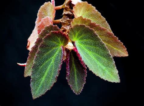 Begonia Withlacoochee Begonia Plant Leaves Plants