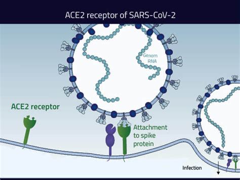 Ace2 Receptor Ectodomain Cidsa